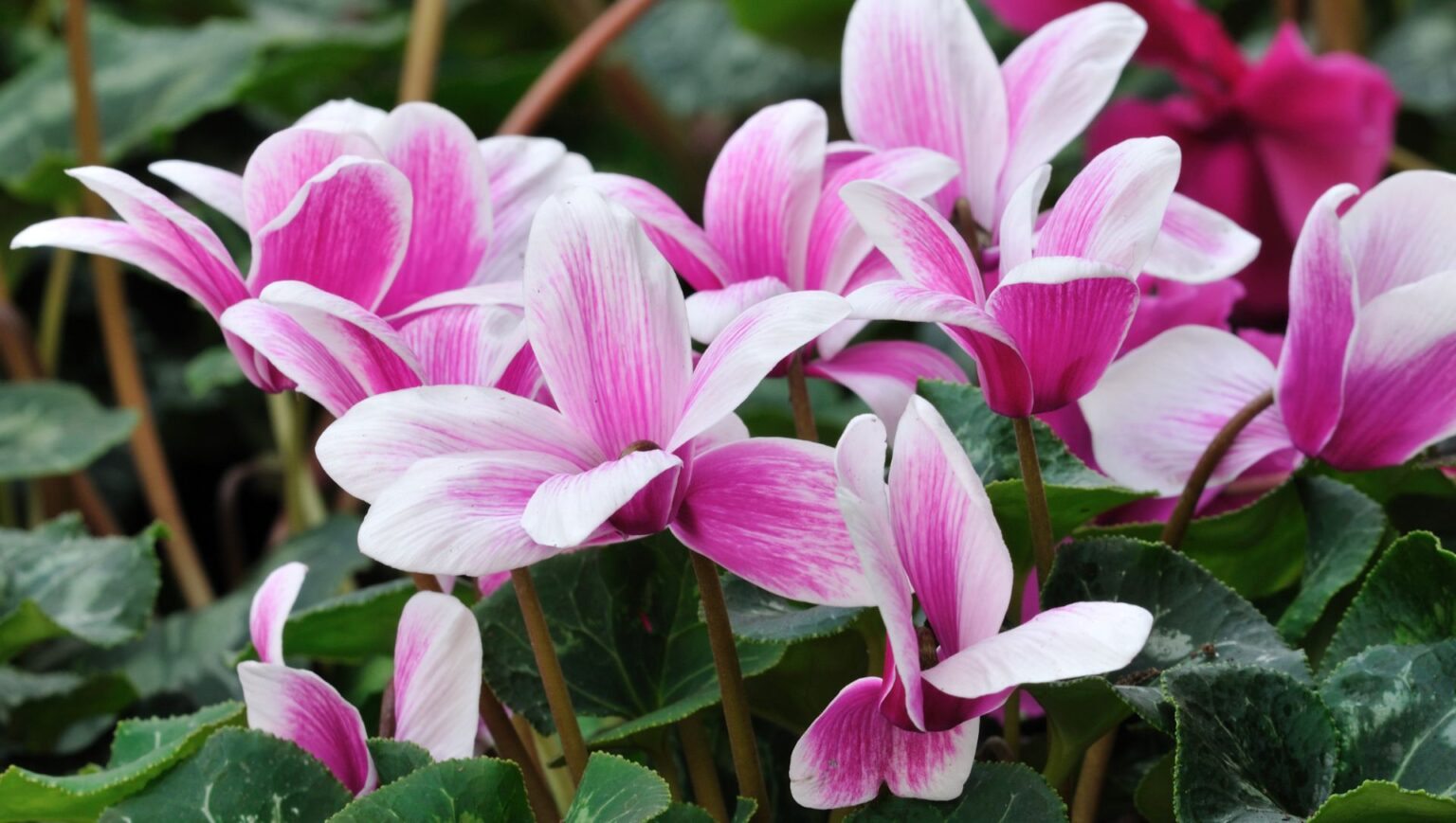Vida no Campo: Flores de sombra para transformar o seu jardim