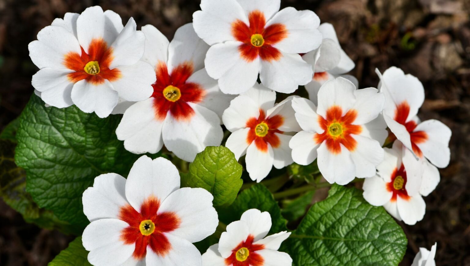 Vida no Campo: Flores de sombra para transformar o seu jardim