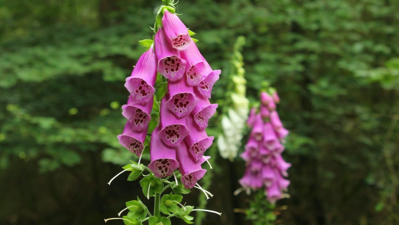 Vida no Campo: Flores de sombra para transformar o seu jardim