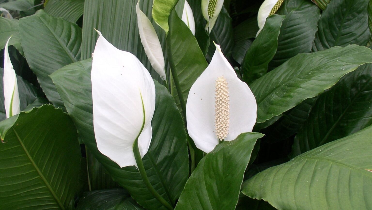 21 Flores de sombra para transformar o seu jardim
