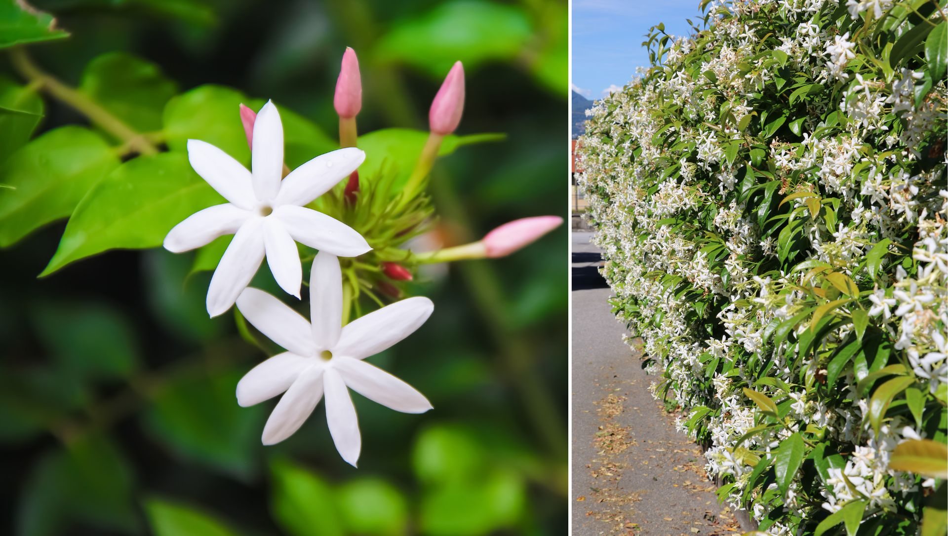 Jasmim dos poetas: como cuidar e fazer mudas