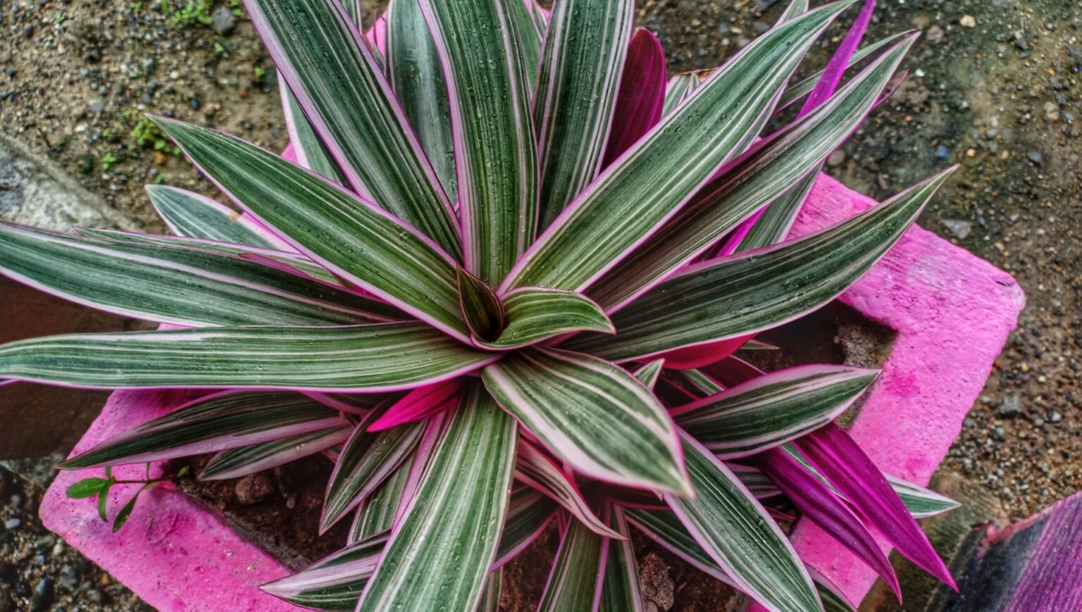 Planta Abacaxi Roxo: aprenda como cuidar e fazer mudas