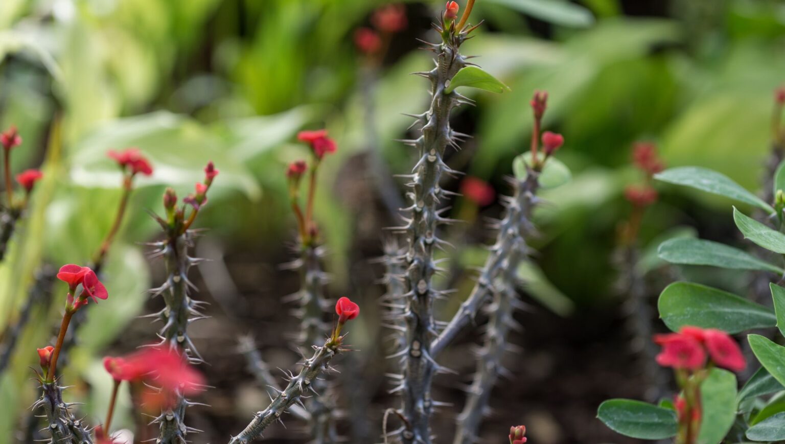 Plantas que trazem azar: 18 espécies com fama de má sorte
