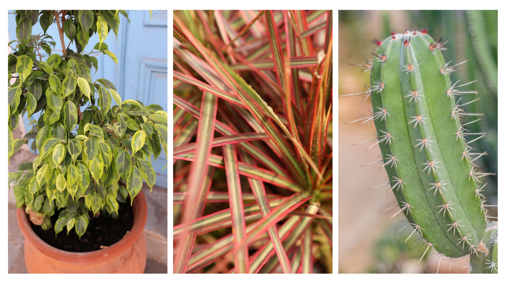 Plantas que trazem azar: 18 espécies com fama de má sorte