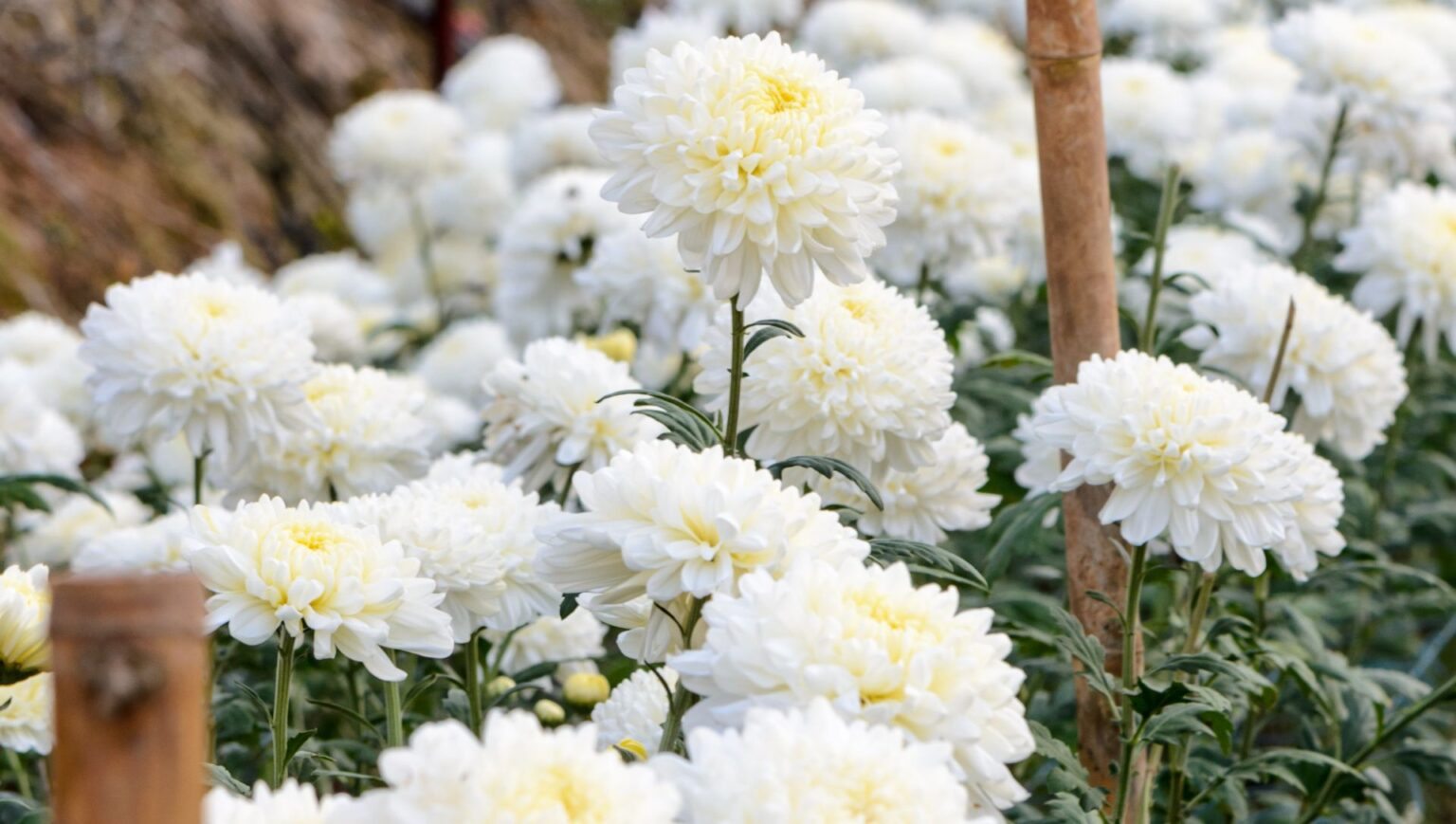 Flores brancas: 30 espécies para paz e prosperidade
