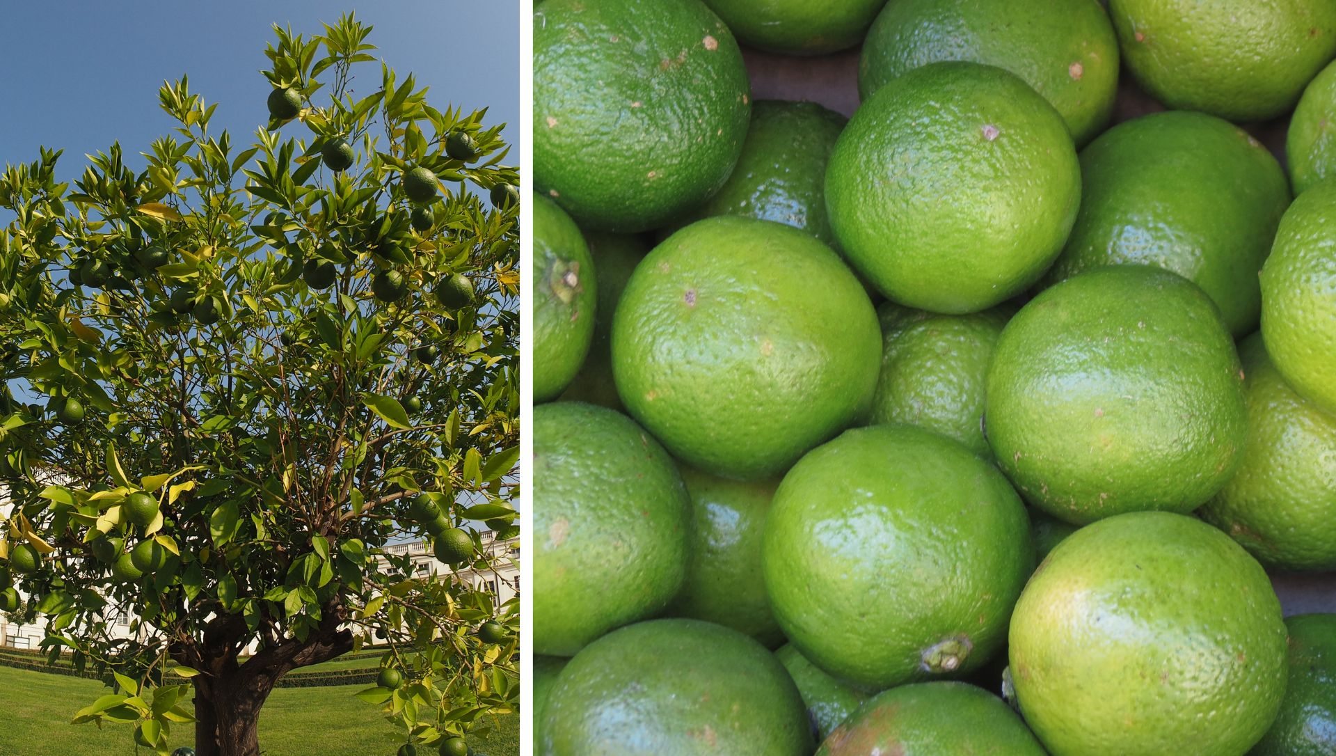 Como fazer muda de limão taiti com galho