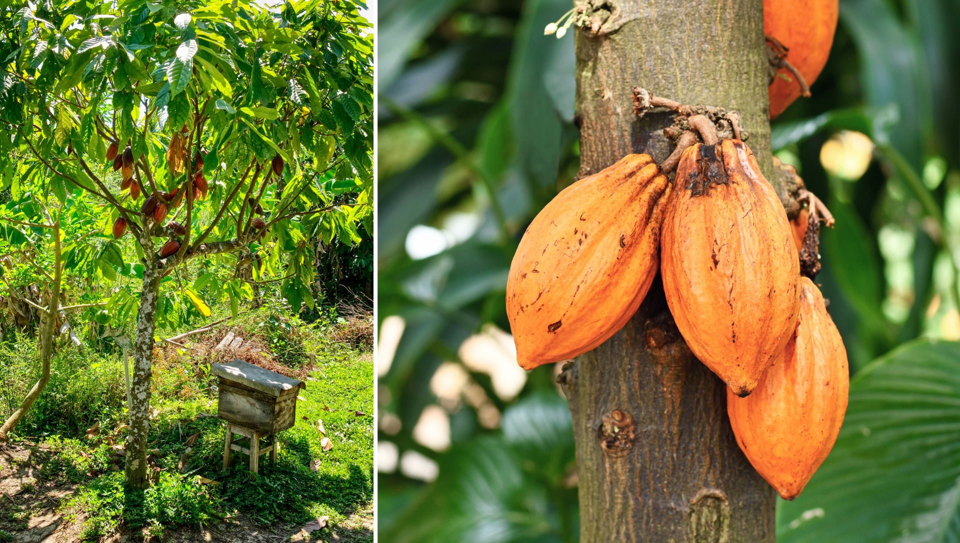 Da semente ao fruto: Como plantar cacau em casa