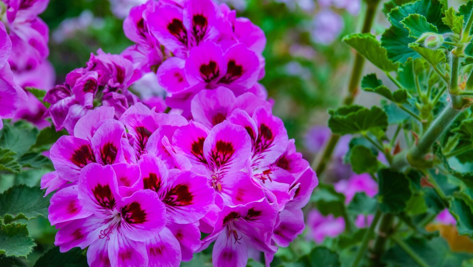 18 Plantas para acabar com pernilongo em casa
