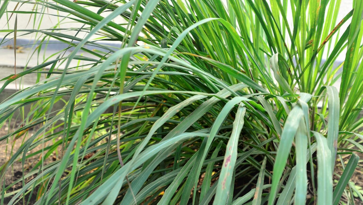 18 Plantas para acabar com pernilongo em casa