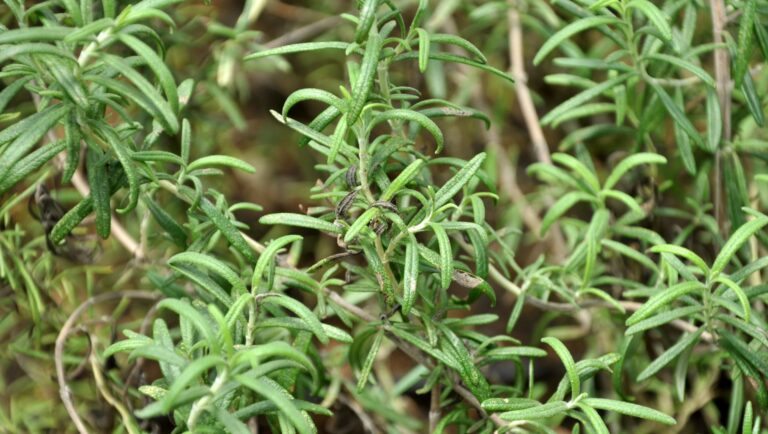 18 Plantas para acabar com pernilongo em casa