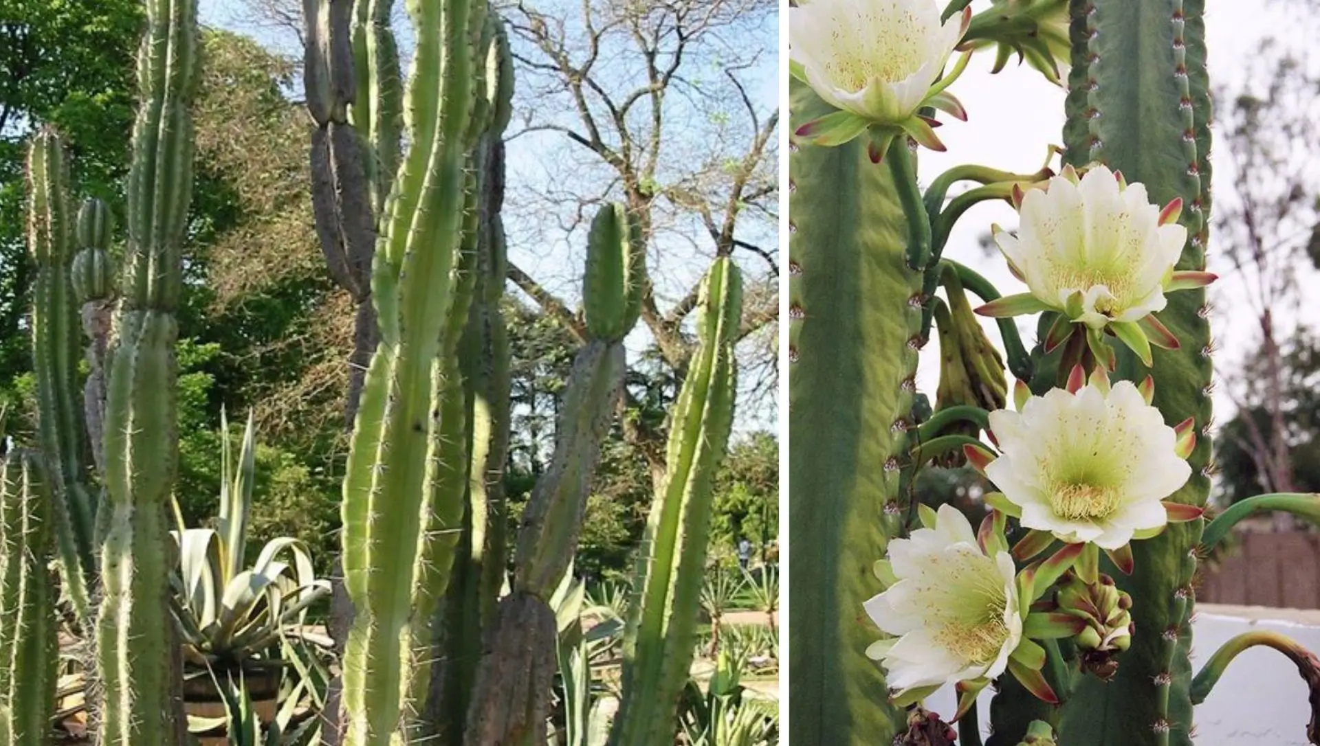 Mandacaru: tudo sobre o cacto grande e fácil de cuidar