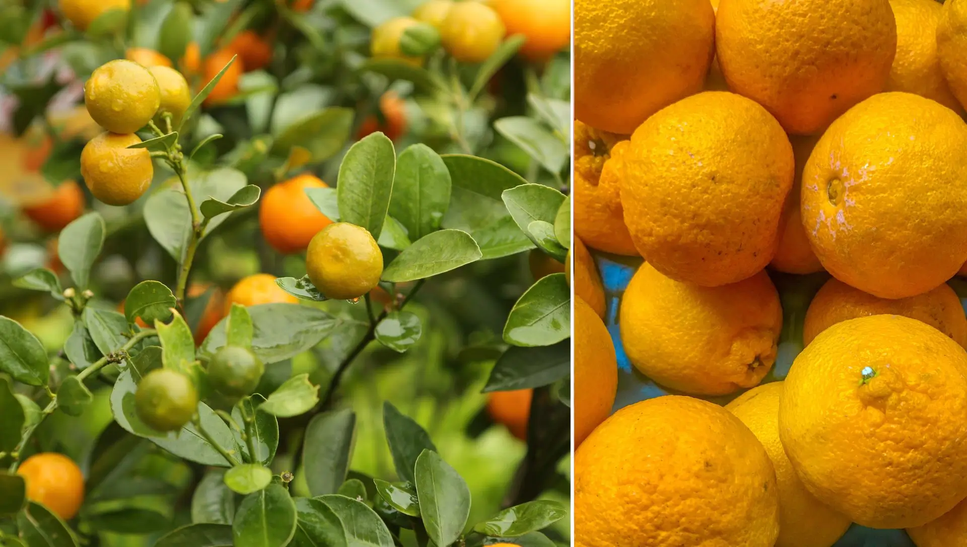 Como Plantar Tangerina Ponkan em Casa: Faça agora!